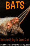 Bats Nonfiction Writing Activity & Anchor Chart