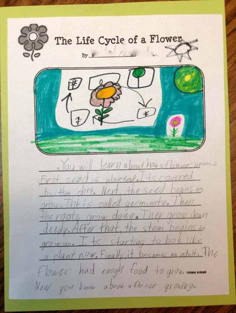 How to Teach the Life Cycle of a Flower