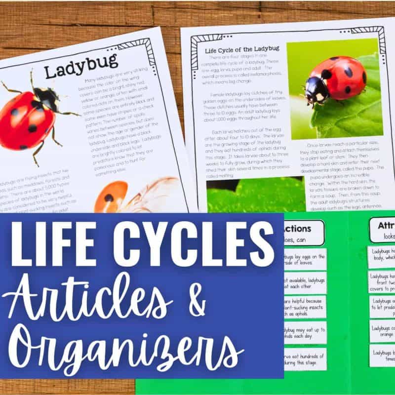 Animal Research Project Ideas for Elementary Students