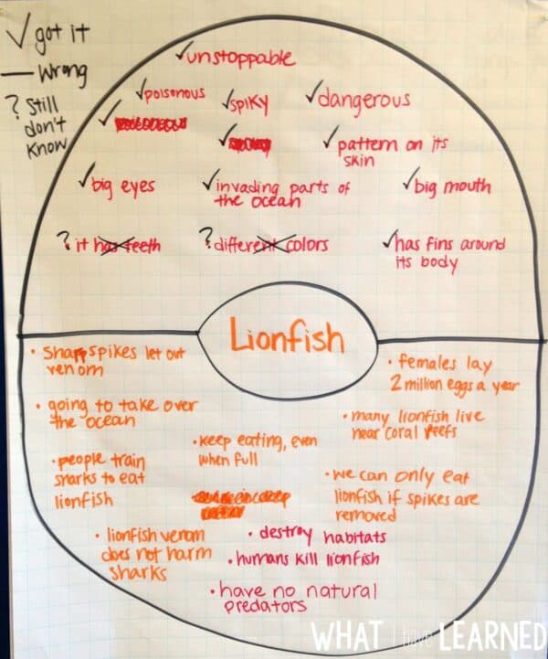 Informational Writing Tools for Elementary Animal Reports and Paragraph ...