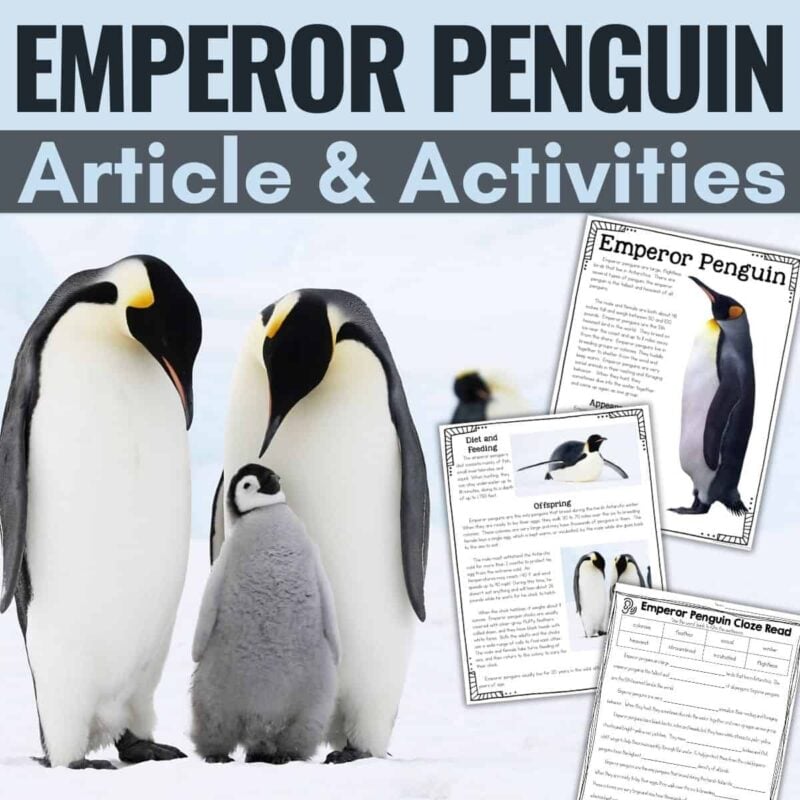 Emperor Penguins Informational Article