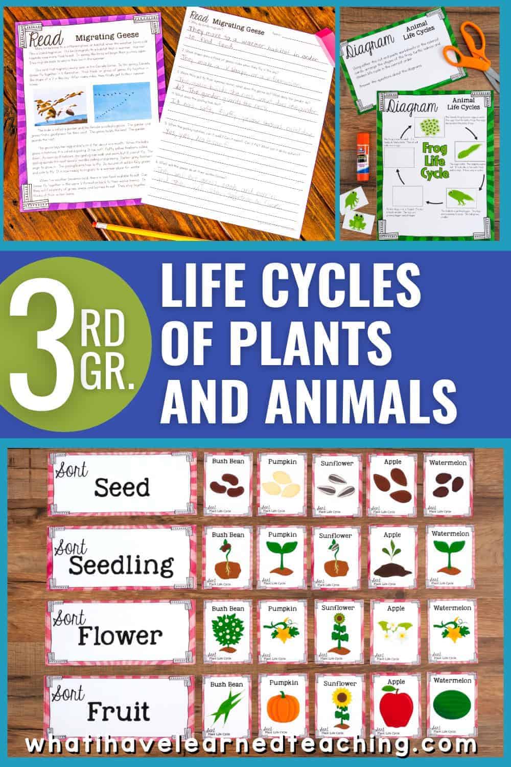 Life Cycles of Plants and Animals - Science Stations for Third Grade