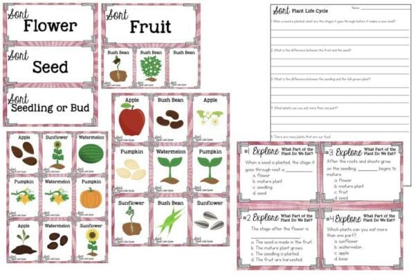 Life Cycles of Plants and Animals - Science Stations for Third Grade