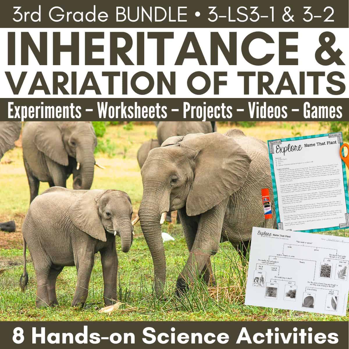 Inheritance, Variation of Traits & Environment - 3rd Grade