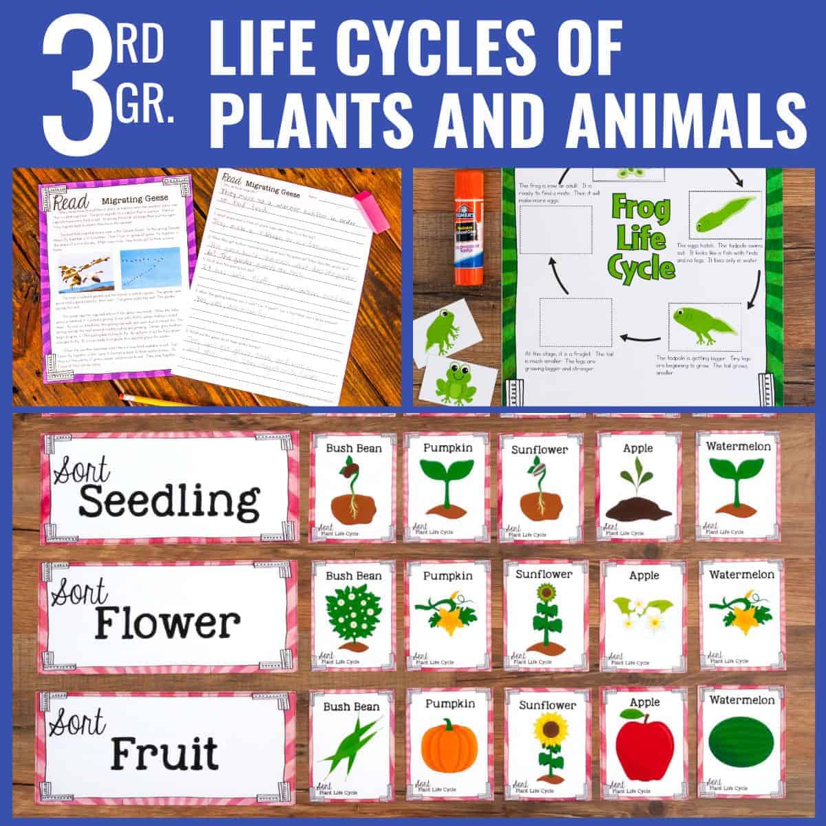 Life Cycles of Plants and Animals - Science Stations for Third Grade