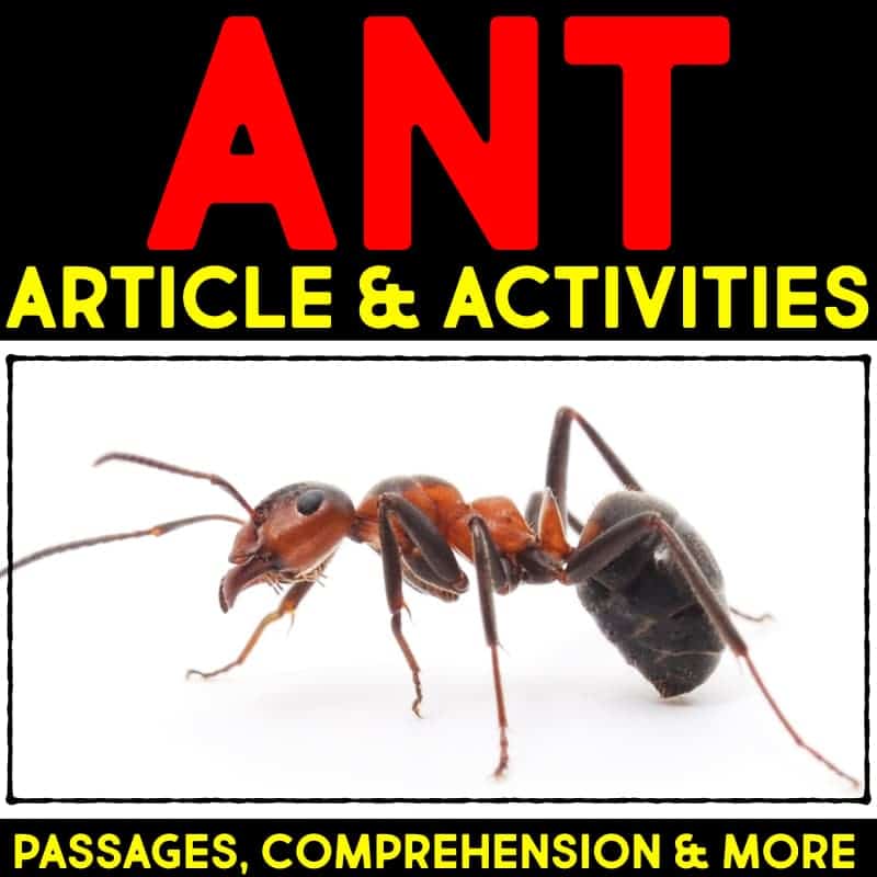 Ant Informational Article and Comprehension Activities