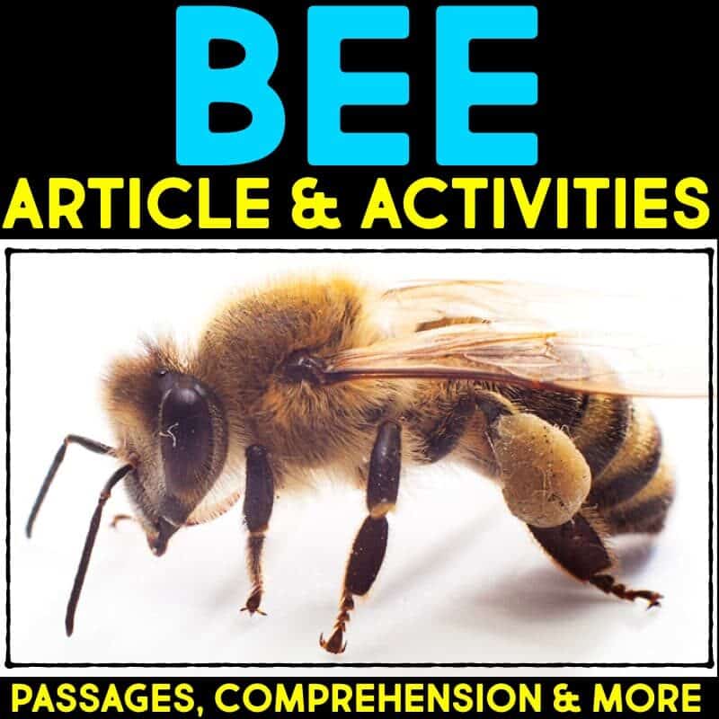 Bee Informational Article and Comprehension Activities