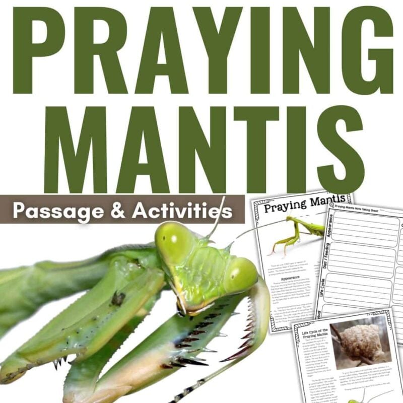 Praying Mantis Informational Article and Comprehension Activities