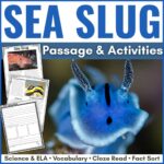 Coral Reef Animals BUNDLE