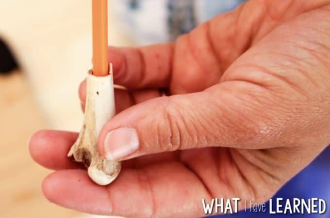 Structure and Function: How Organisms Live, Behave, Reproduce, and Grow