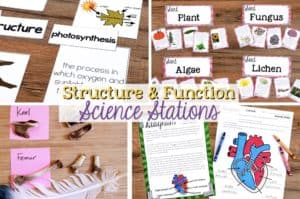Teaching Ideas for From Molecules to Organisms -Structures and Processes