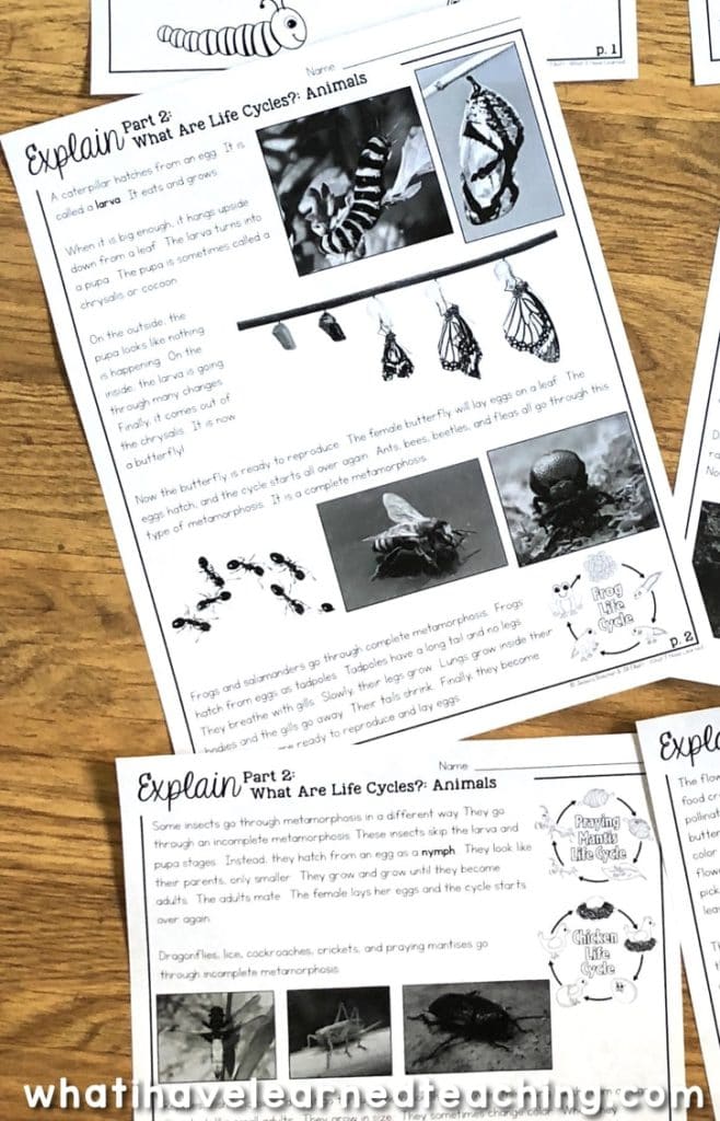 Butterfly Life Cycle Activities: Books, Crafts, and Lessons for Elementary