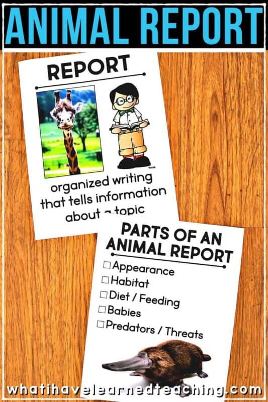 Animal Report for Any Animal