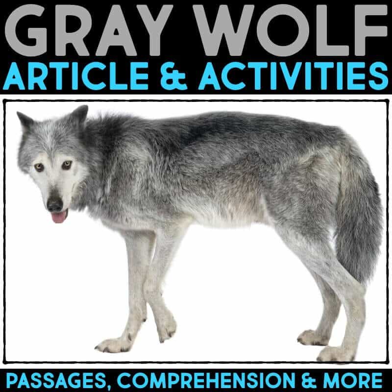 Gray Wolf Informational Article and Comprehension Activities