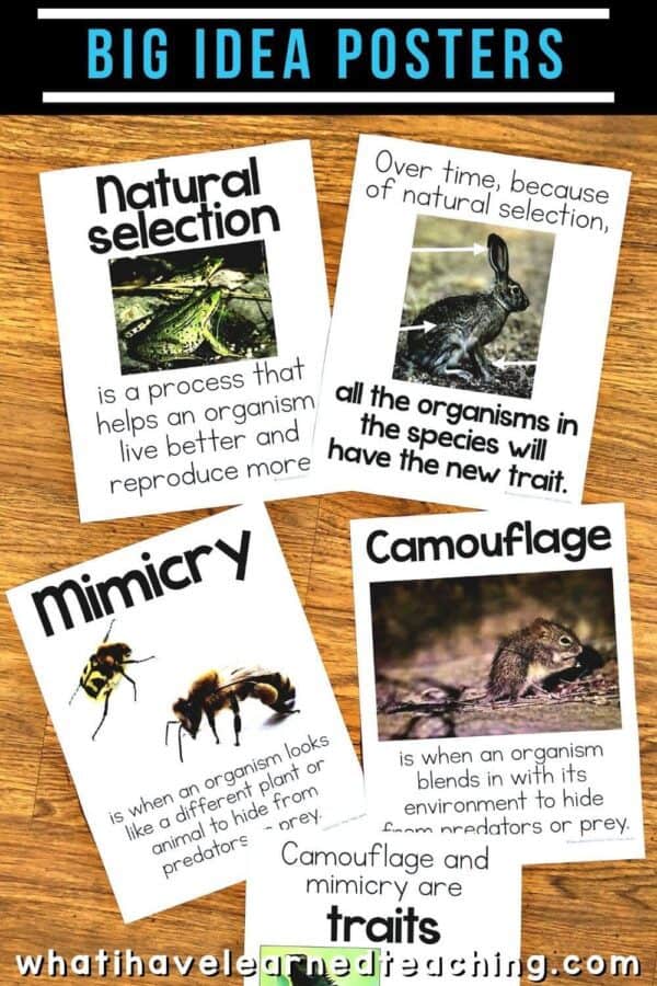 Science Vocabulary Cards & Big Idea Posters for Elementary Grades