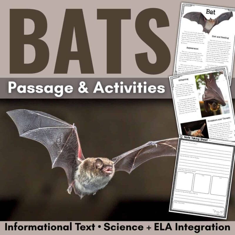 Bat Informational Article and Comprehension Activities