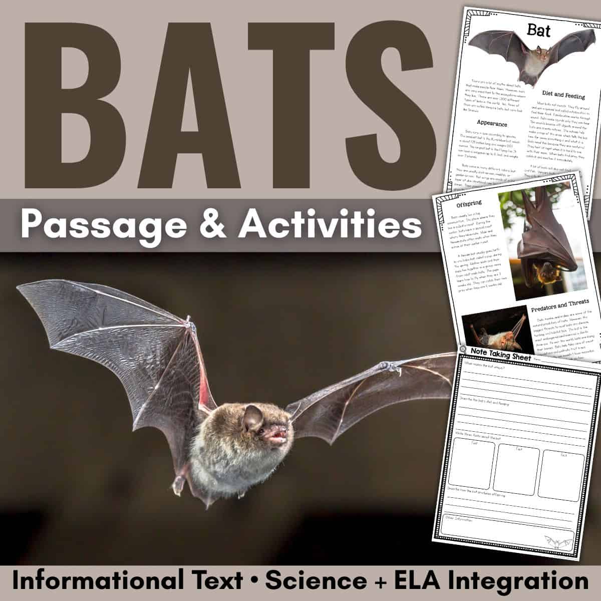 Bat Informational Article and Comprehension Activities