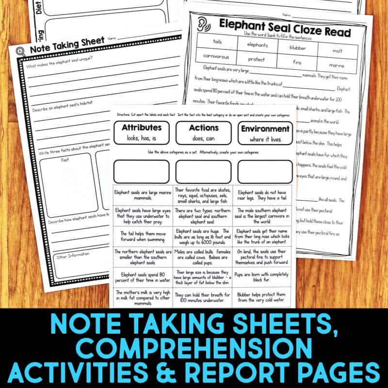 Elephant Seal Informational Article