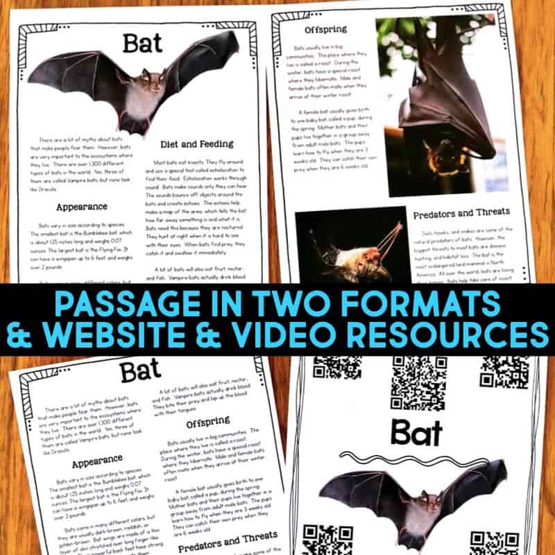 Bat Informational Article and Comprehension Activities