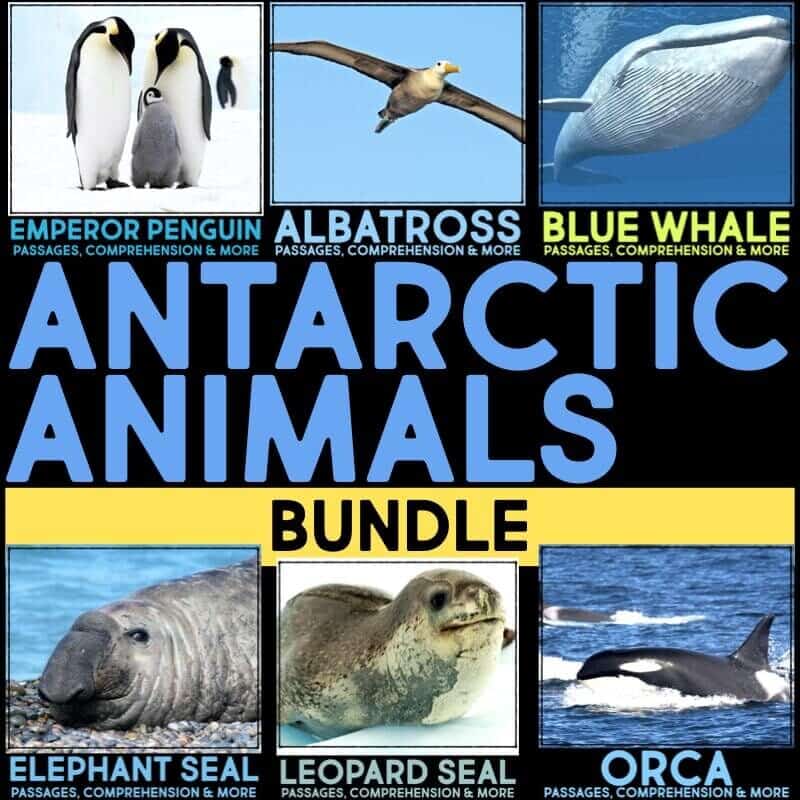 Antarctic Animals BUNDLE