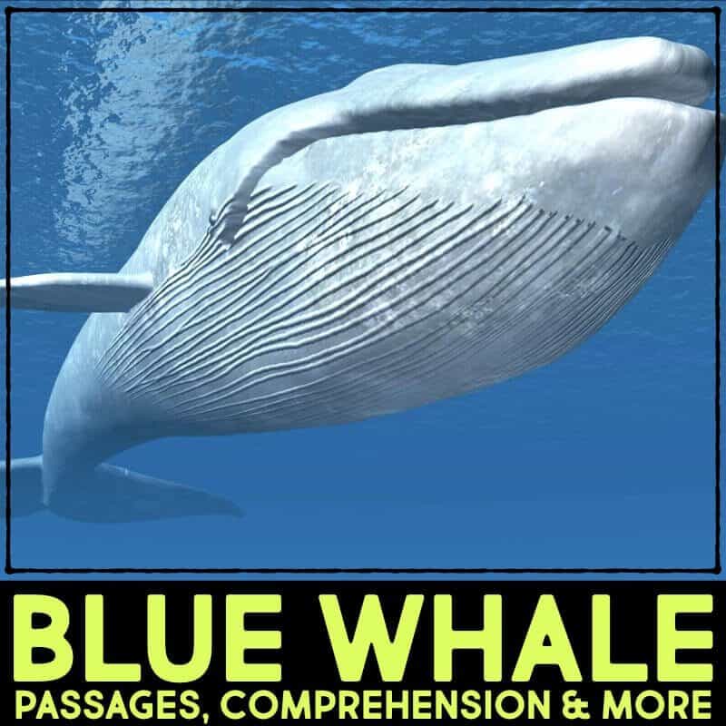 Blue Whale Informational Article