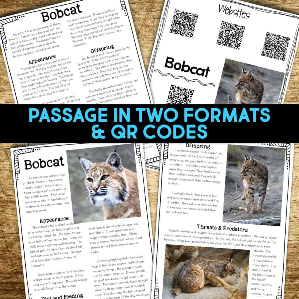Bobcat Informational Article