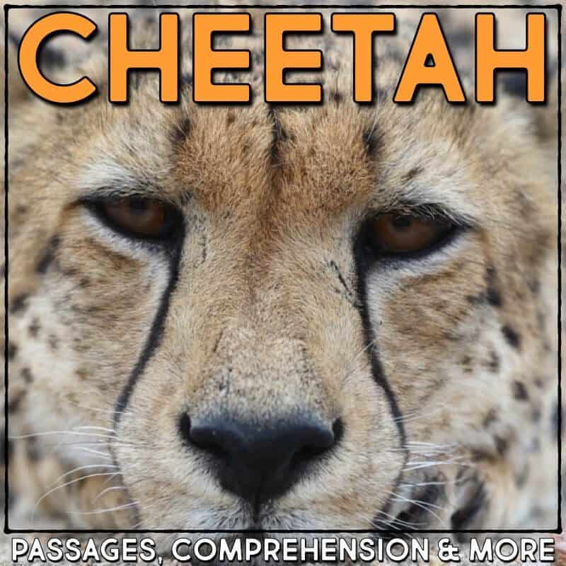 Cheetah Informational Article and Comprehension Activities