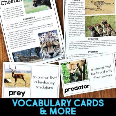 Cheetah Informational Article and Comprehension Activities