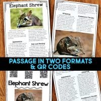 Elephant Shrew Informational Article and Comprehension Activities