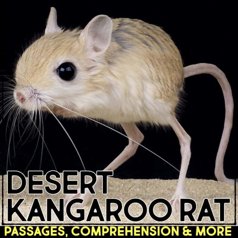 Desert Kangaroo Rat Informational Article
