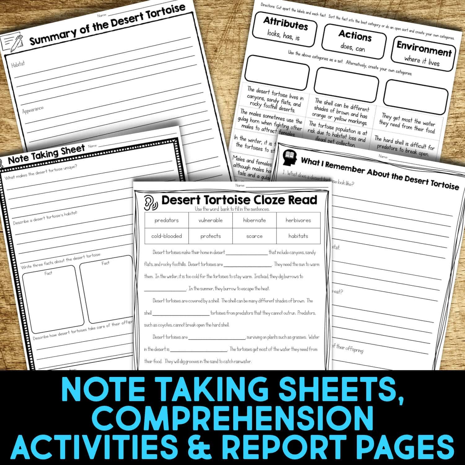 Desert Tortoise Informational Article