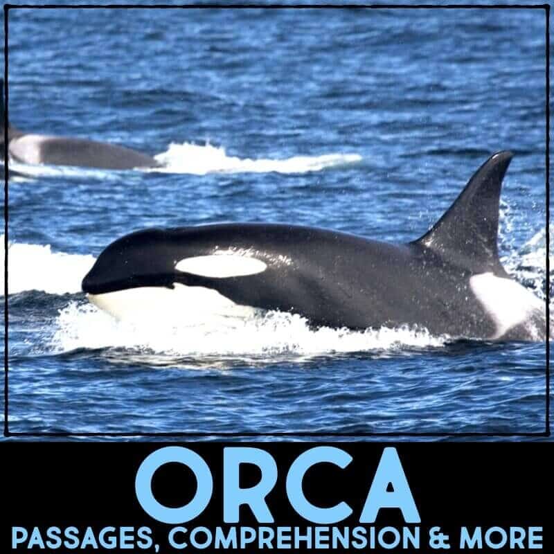 Orca Informational Article