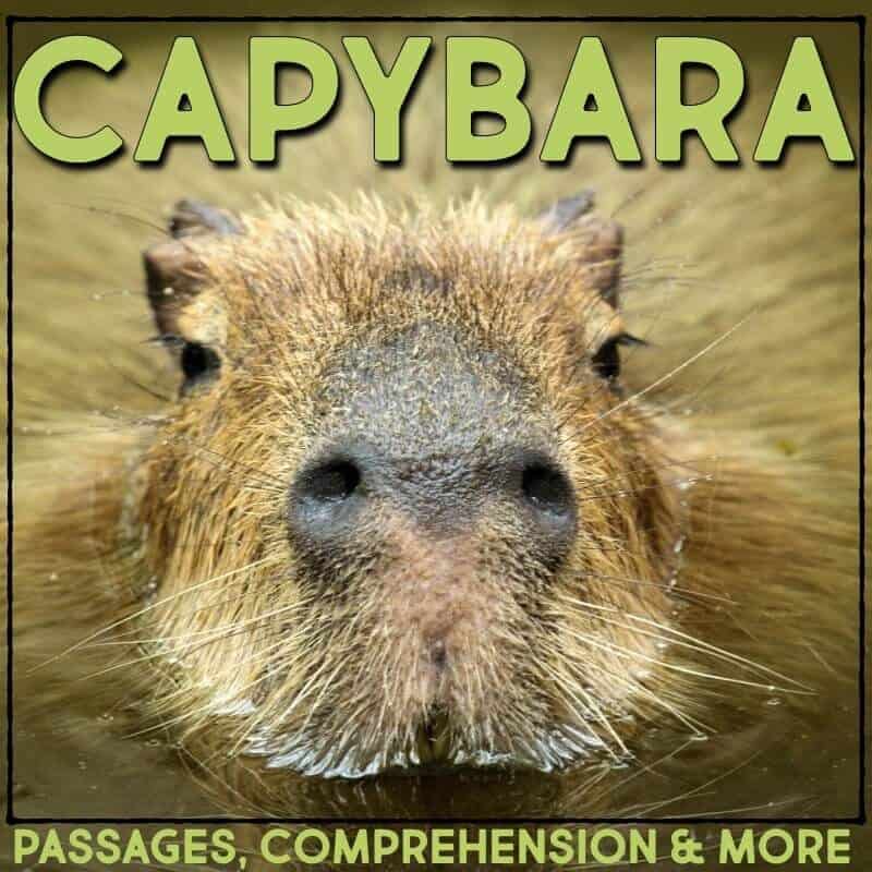 Capybara Informational Article and Comprehension Activities
