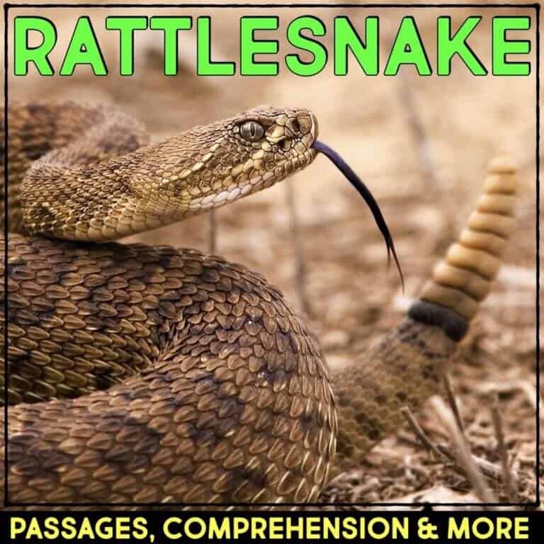 Rattlesnake Informational Article