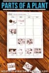 What Part of the Plant Do We Eat - Science Sorting Activity