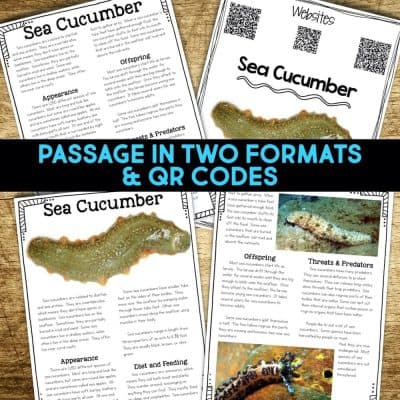 Sea Cucumber Informational Article and Comprehension Activities