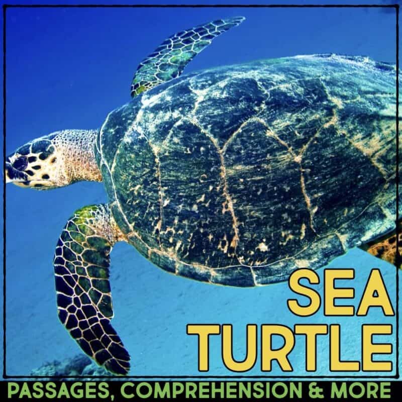 Set the Routine for Informational Writing: Week 1 - Sea Turtles