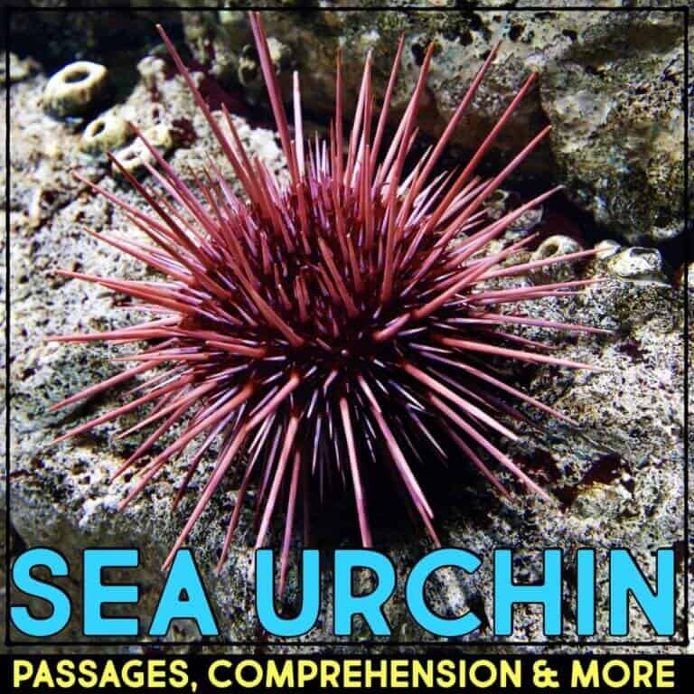 Sea Urchin: Informational Article and Comprehension Activities