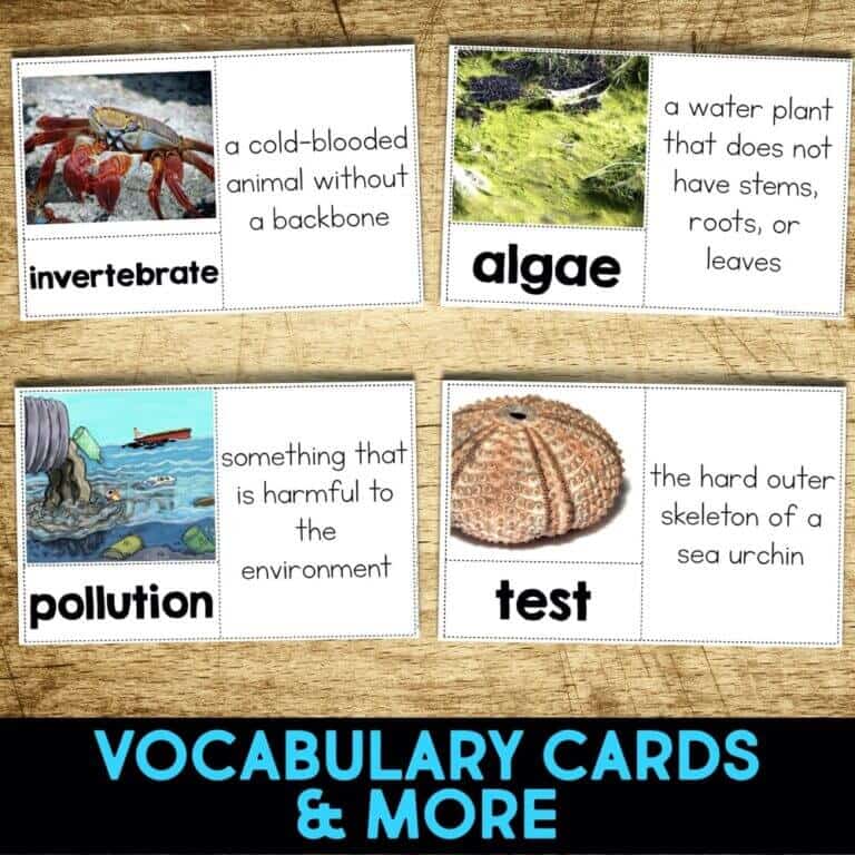 Sea Urchin: Informational Article and Comprehension Activities