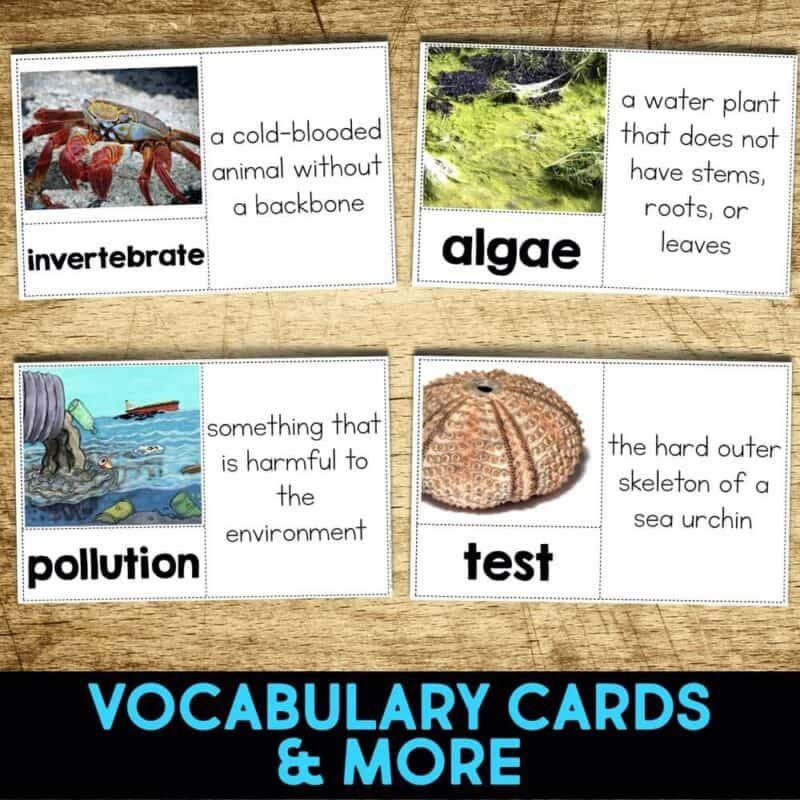 Sea Urchin: Informational Article and Comprehension Activities