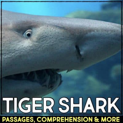 Tiger Shark Informational Article, Comprehension & Vocabulary Activities