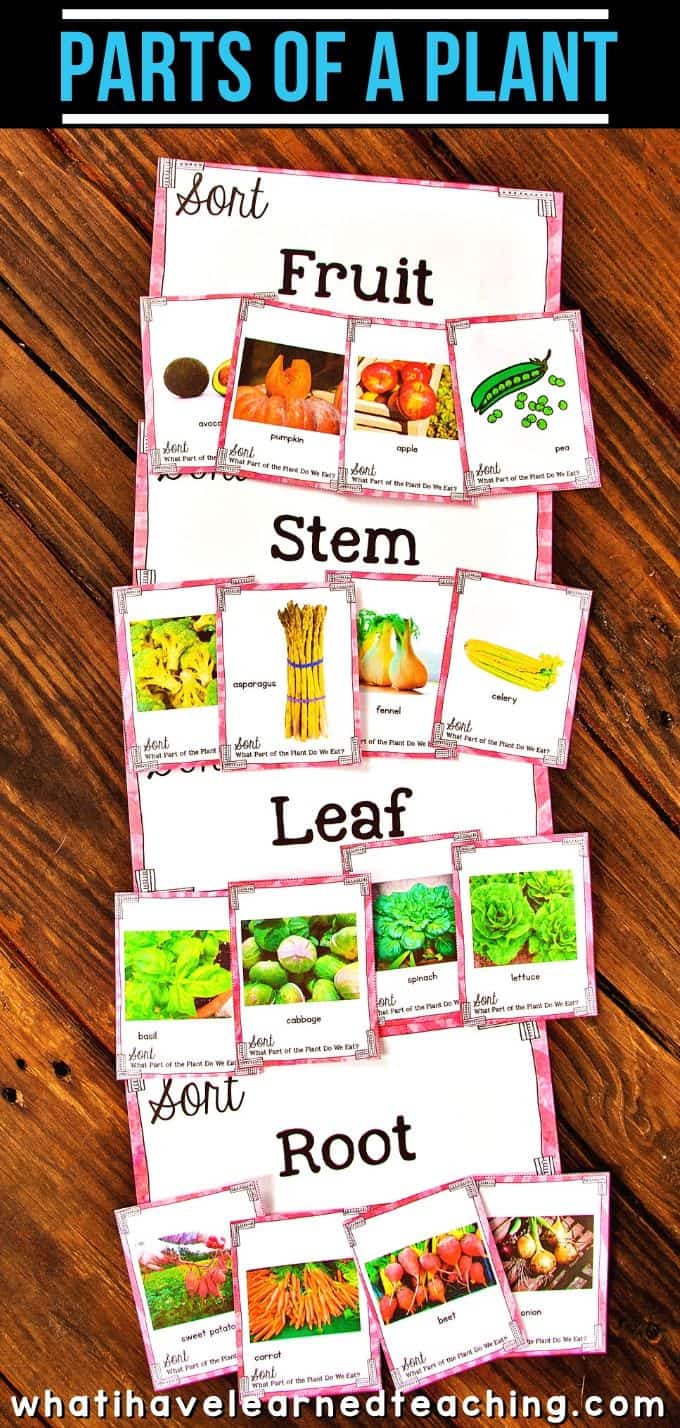 What Part of the Plant Do We Eat - Science Sorting Activity