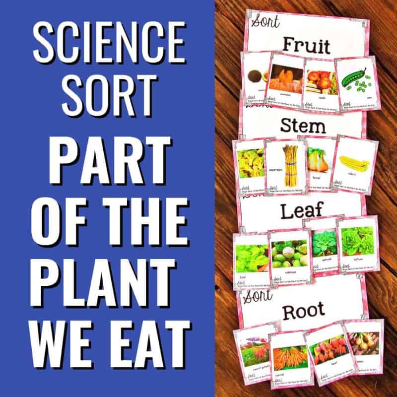 Free Science Sorting Activity for 2nd, 3rd, 4th and 5th Grades
