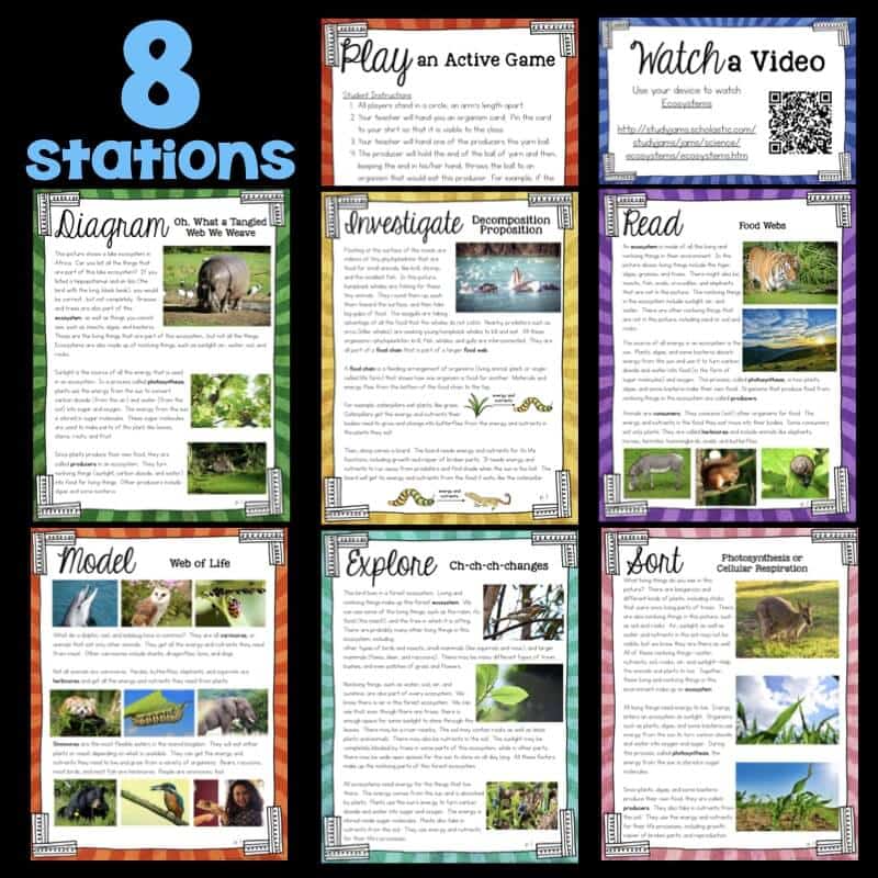 Food Webs & Ecosystems Science Station UNIT BUNDLE