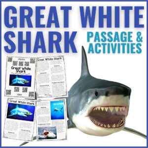 Great White Shark Informational Article & Comprehension