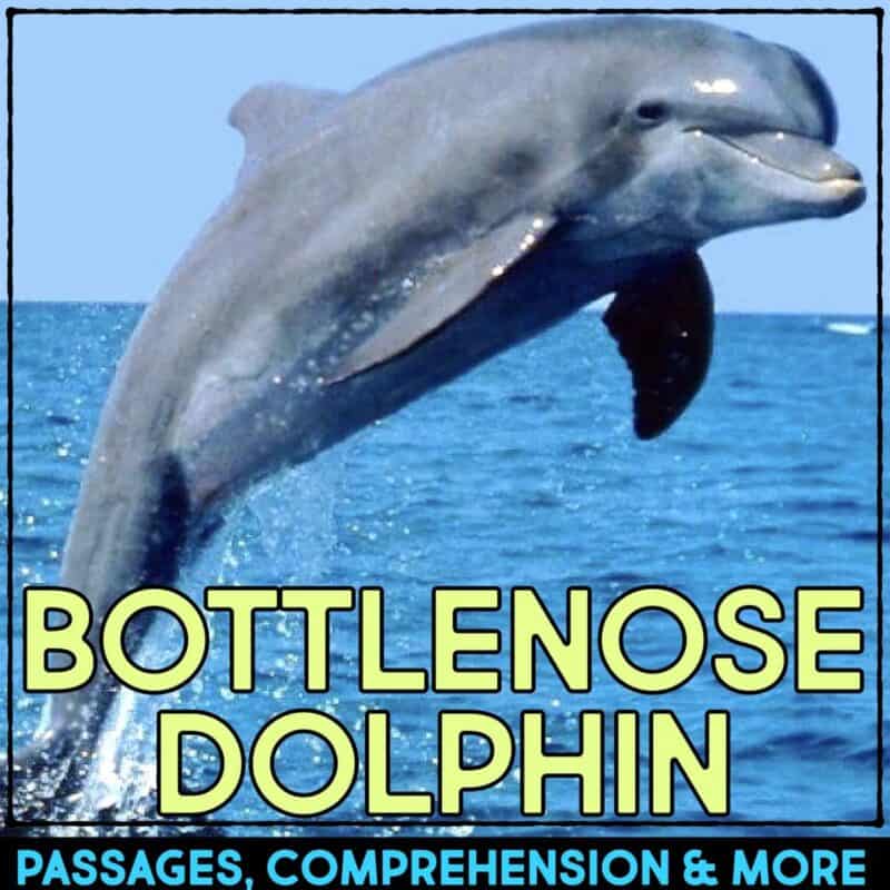 Dolphin Comprehension Reading Passage & Activities