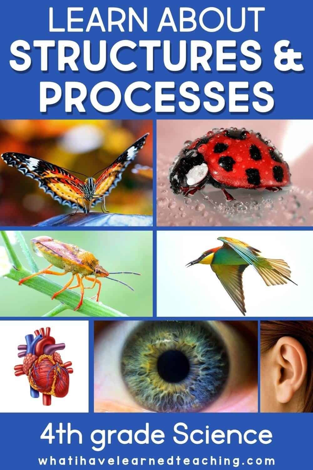 Teaching Ideas for From Molecules to Organisms -Structures and Processes