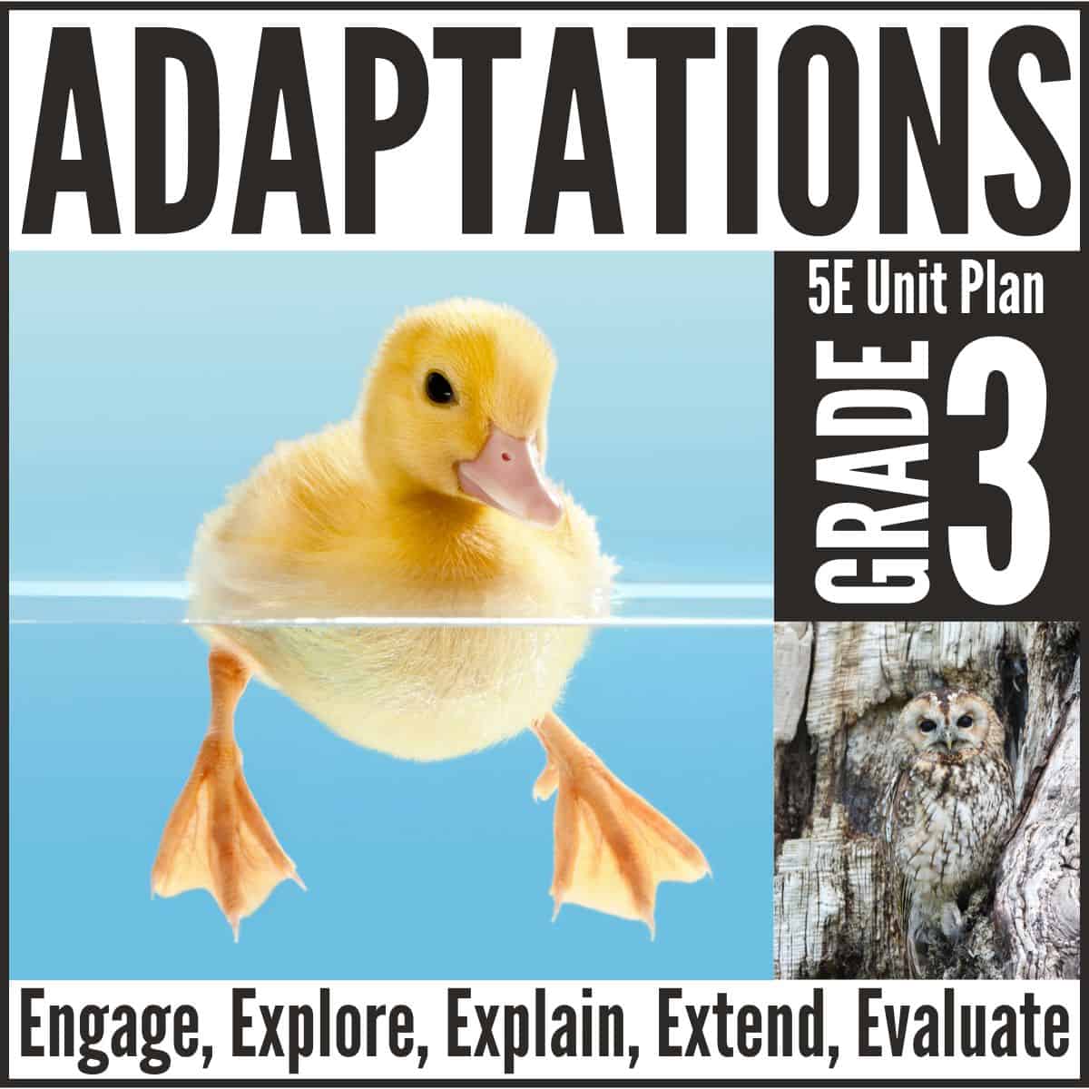 Adaptations 5E Science Unit Plan for Third Grade