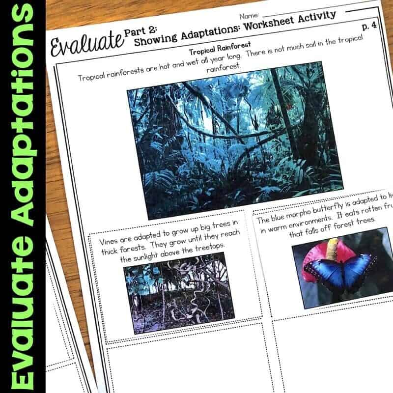 Adaptations 5E Science Unit Plan for Third Grade