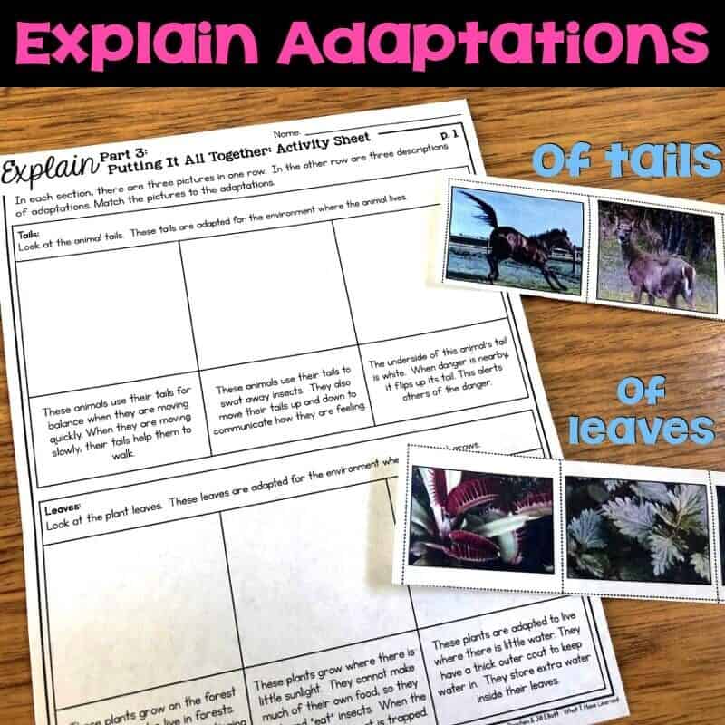 Adaptations 5E Science Unit Plan for Third Grade